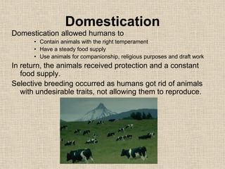 History of the Animal Domestication.pdf