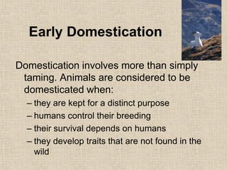 Domestication Of Animals Timeline