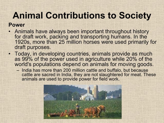 History of the animal science industry | PDF | Dogs | Pets