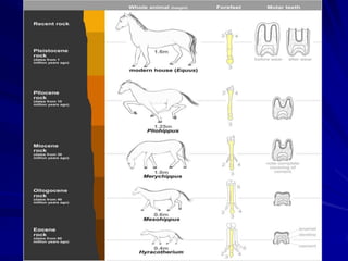 History Of The Horse | PPSX