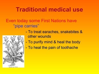 History of tobacco use & abuse | PPT