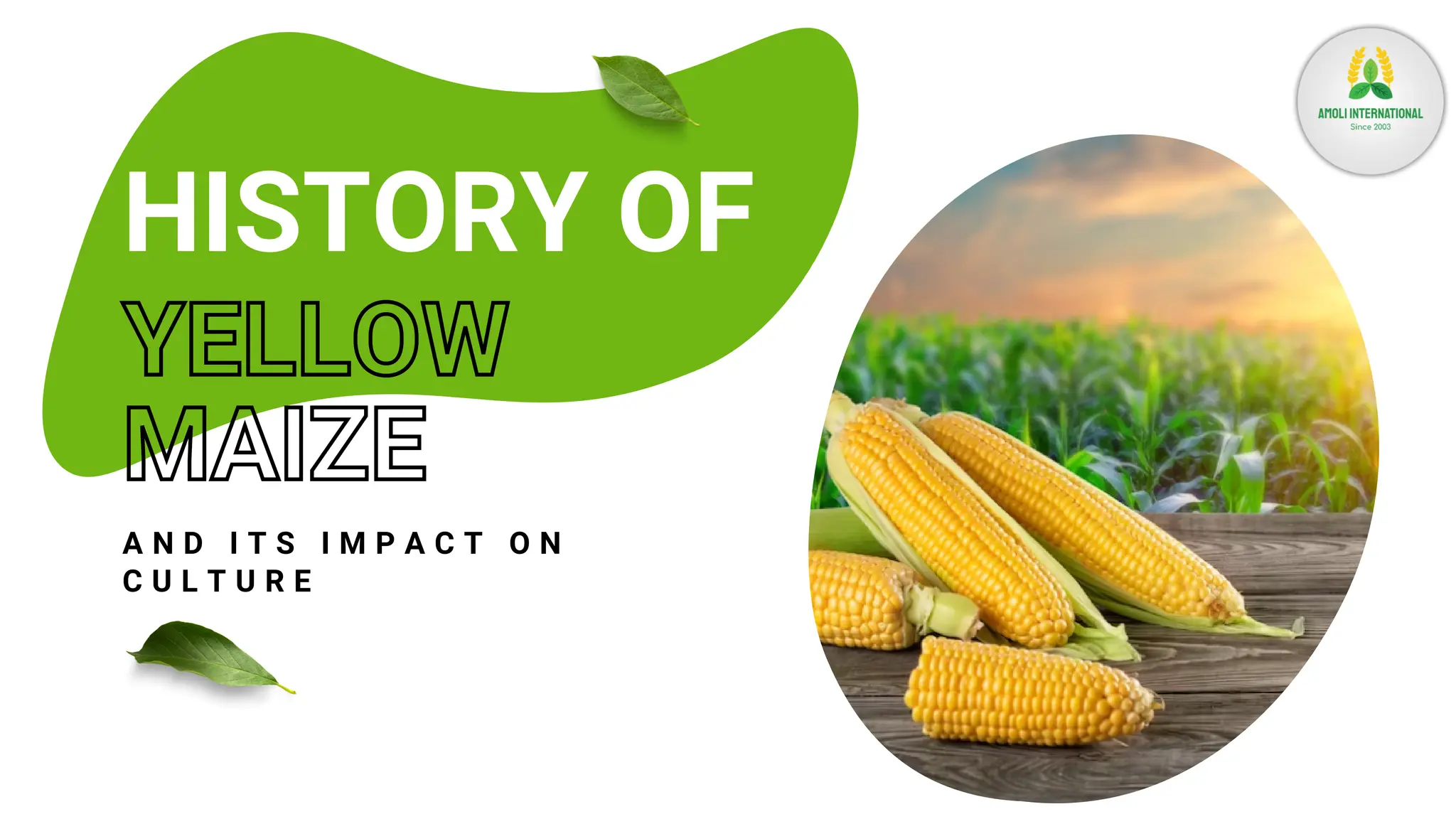 History of Yellow Maize and Its Impact on Culture | PDF