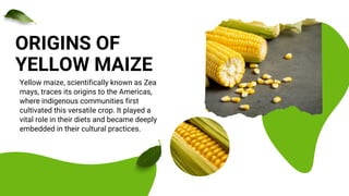 History of Yellow Maize and Its Impact on Culture | PDF