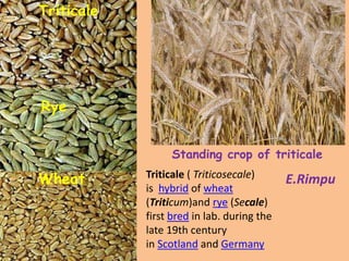 History of plant breeding | PPTX