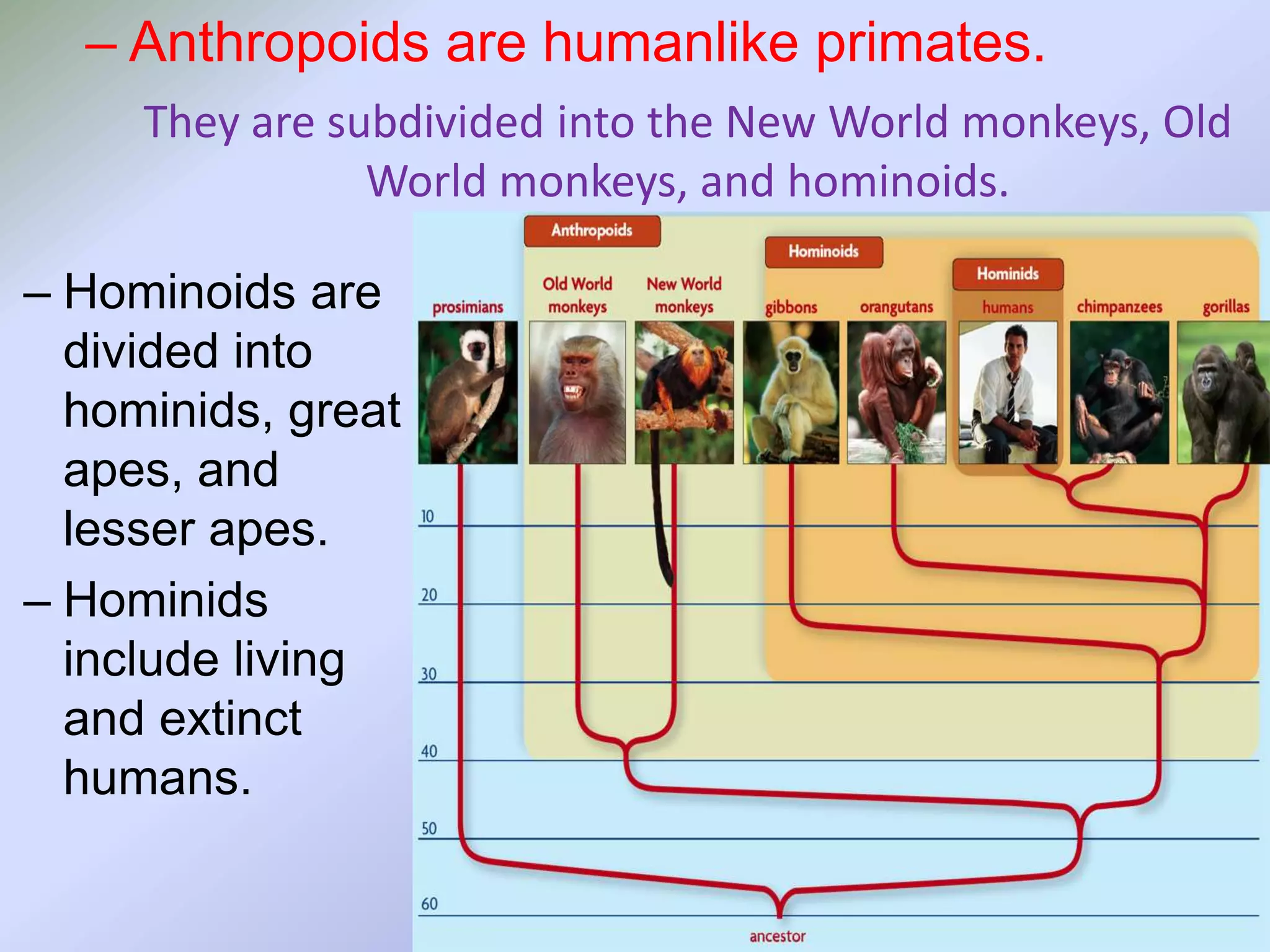 THE STORY OF HUMAN EVOLUTION | PPTX