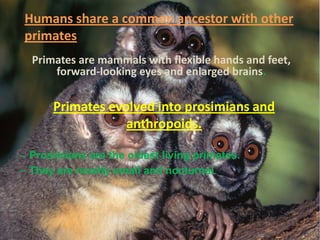 THE STORY OF HUMAN EVOLUTION | PPTX