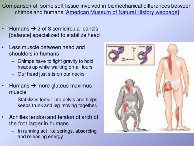 Chimpanzee Muscle Vs Human Muscle