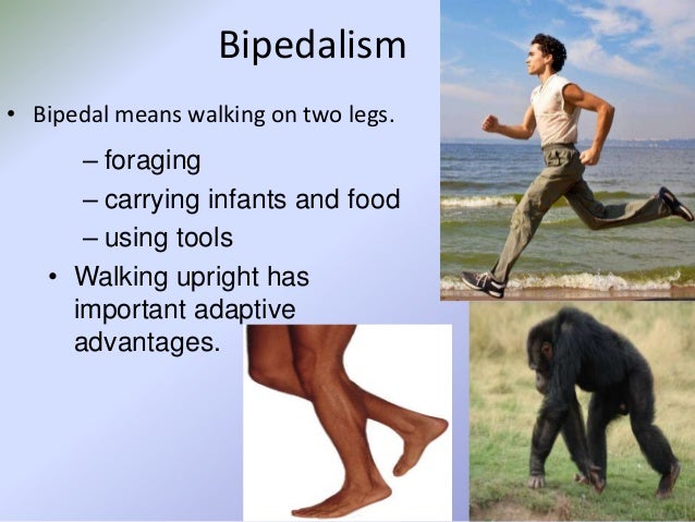 THE STORY OF HUMAN EVOLUTION