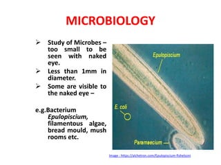 History & Scope of Microbiology SMG | PPTX