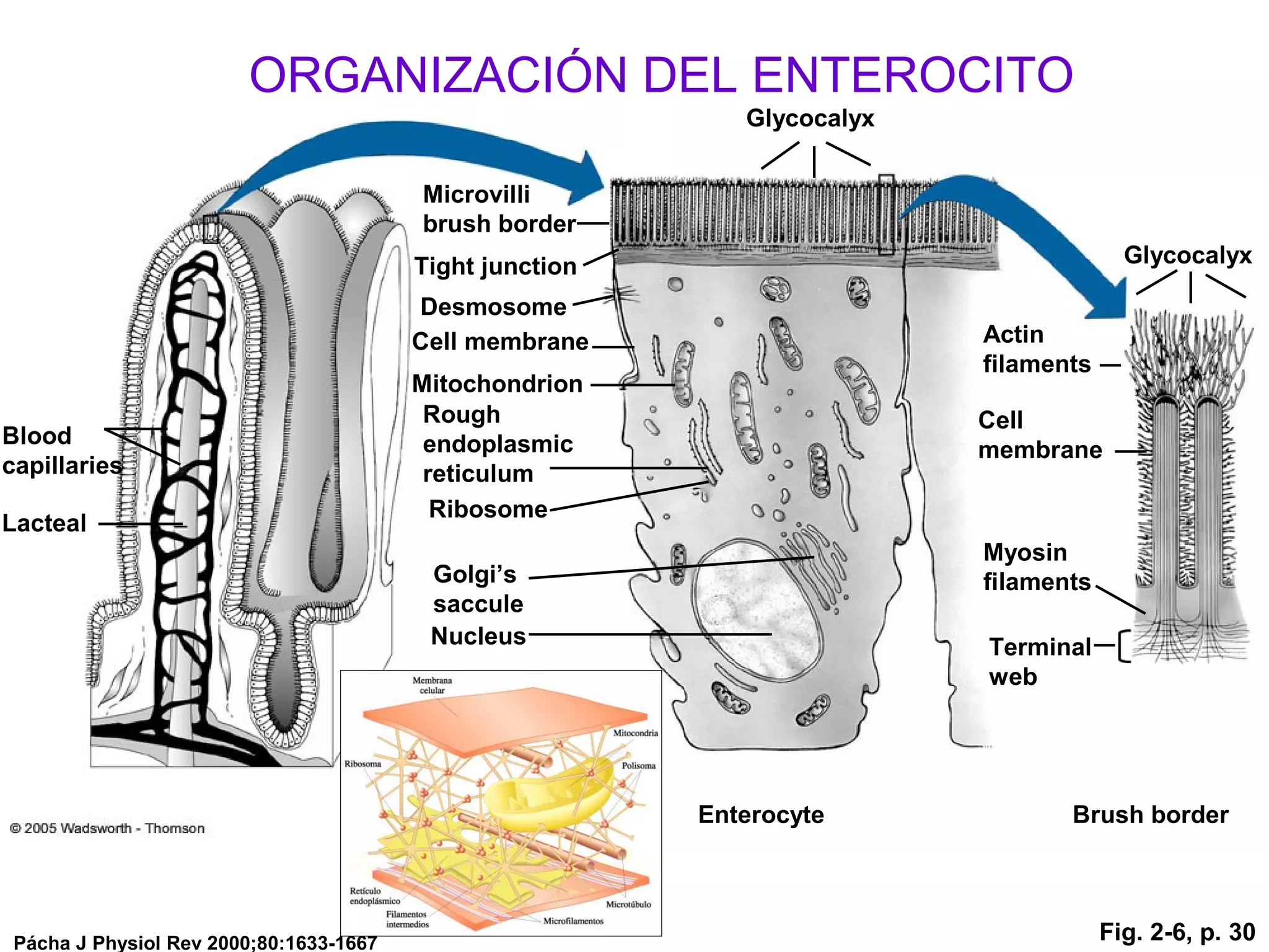 HISTOLOGIA-SISTEMA DIGESTIVO USP | PPT