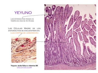 HISTOLOGIA-SISTEMA DIGESTIVO USP | PPT