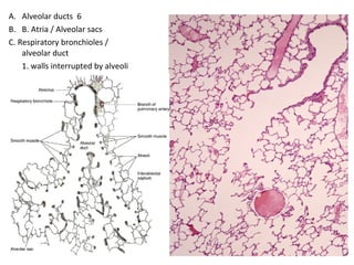 HISTOLOGIA SISTEMA RESPIRATORIO-USP | PPT