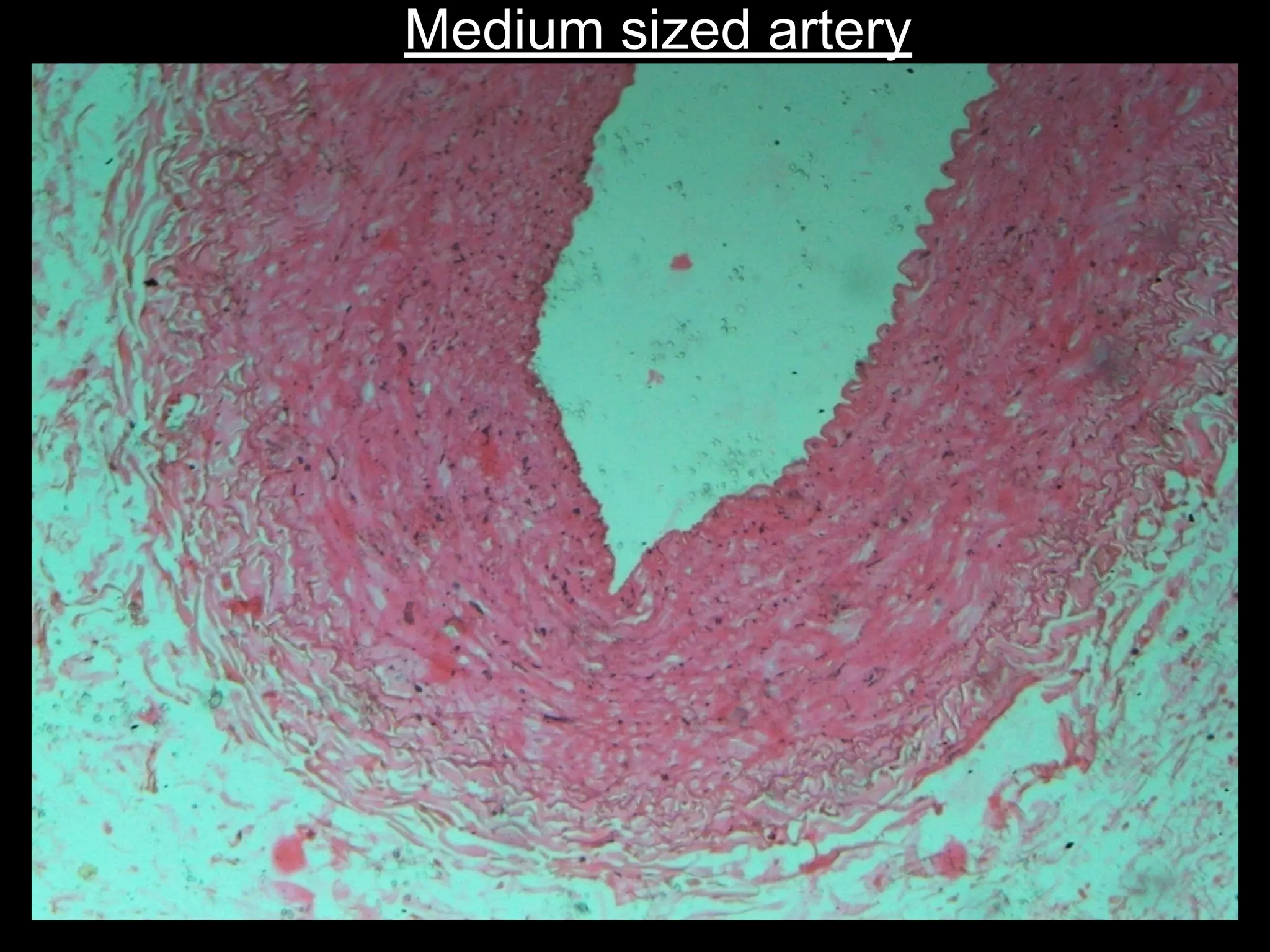 Histo Slides with identifecation points (1) (1).pdf