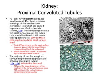 Histo urinary p pt | PPTX