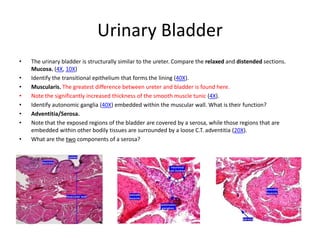 Histo urinary p pt | PPT
