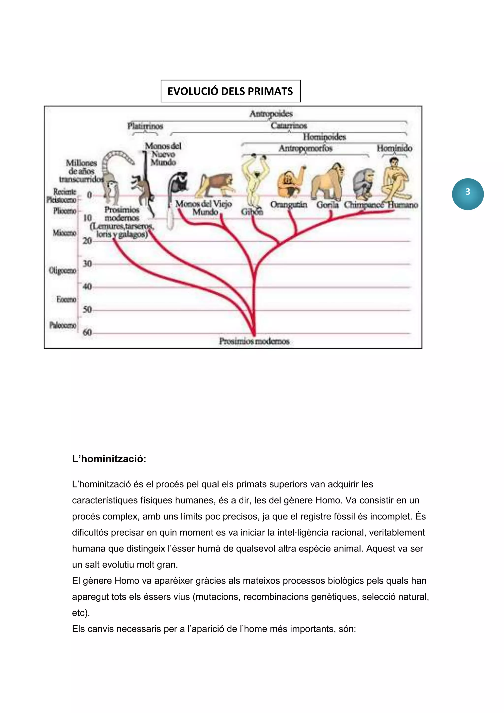 Història evolutiva dels homínids | PDF