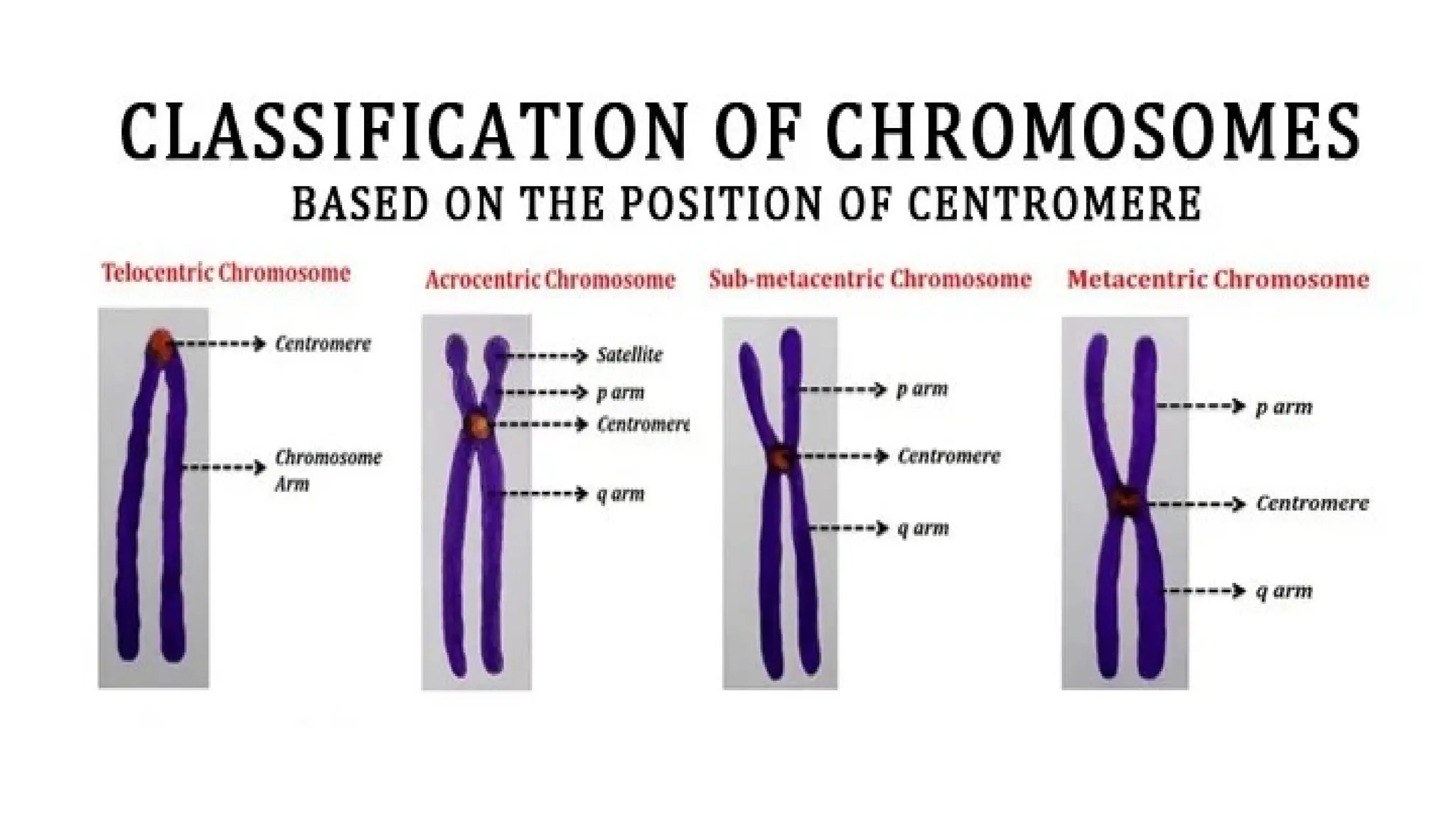 histroy of classification, nomenclature and characterstics of A to G ...