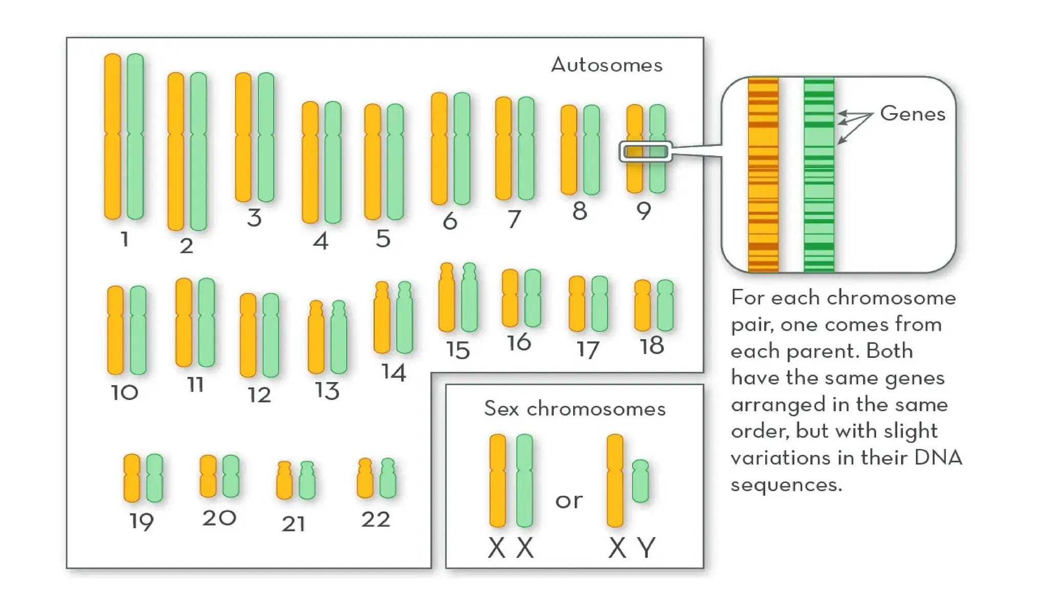histroy of classification, nomenclature and characterstics of A to G ...