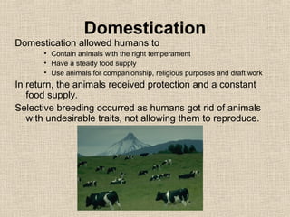 Histry of animal industry | PPT
