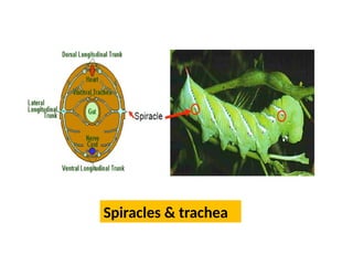 History of Entomology and current updates of entomology.pptx