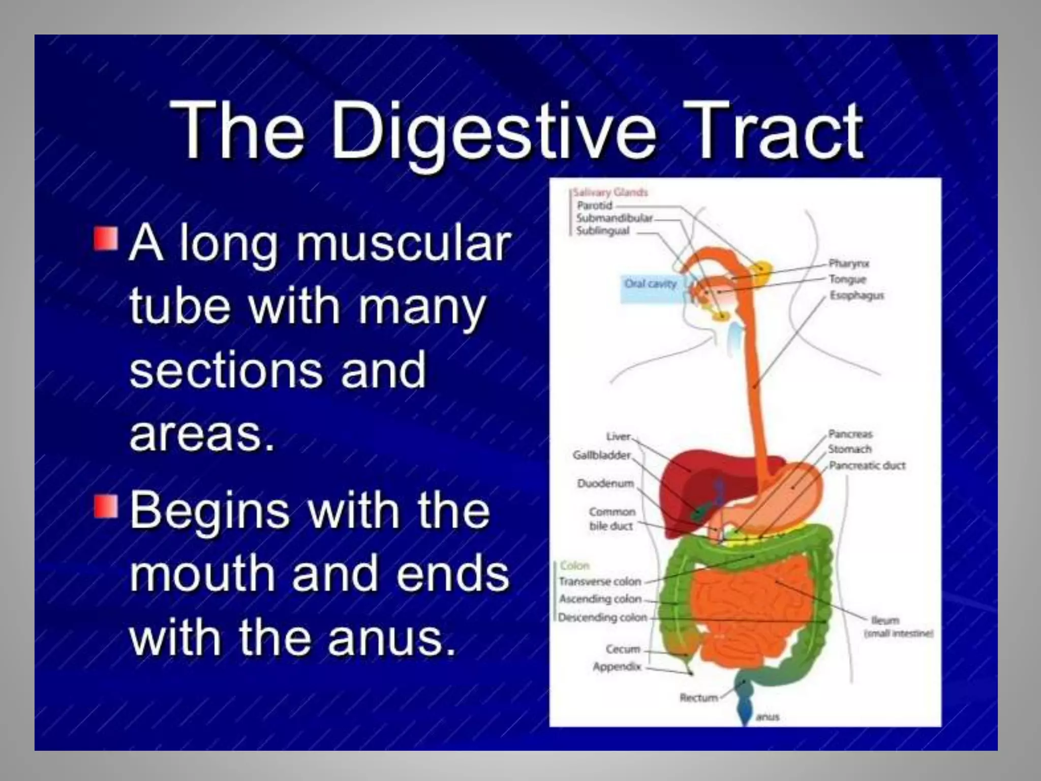 Digestive System medical Terminology | PPTX