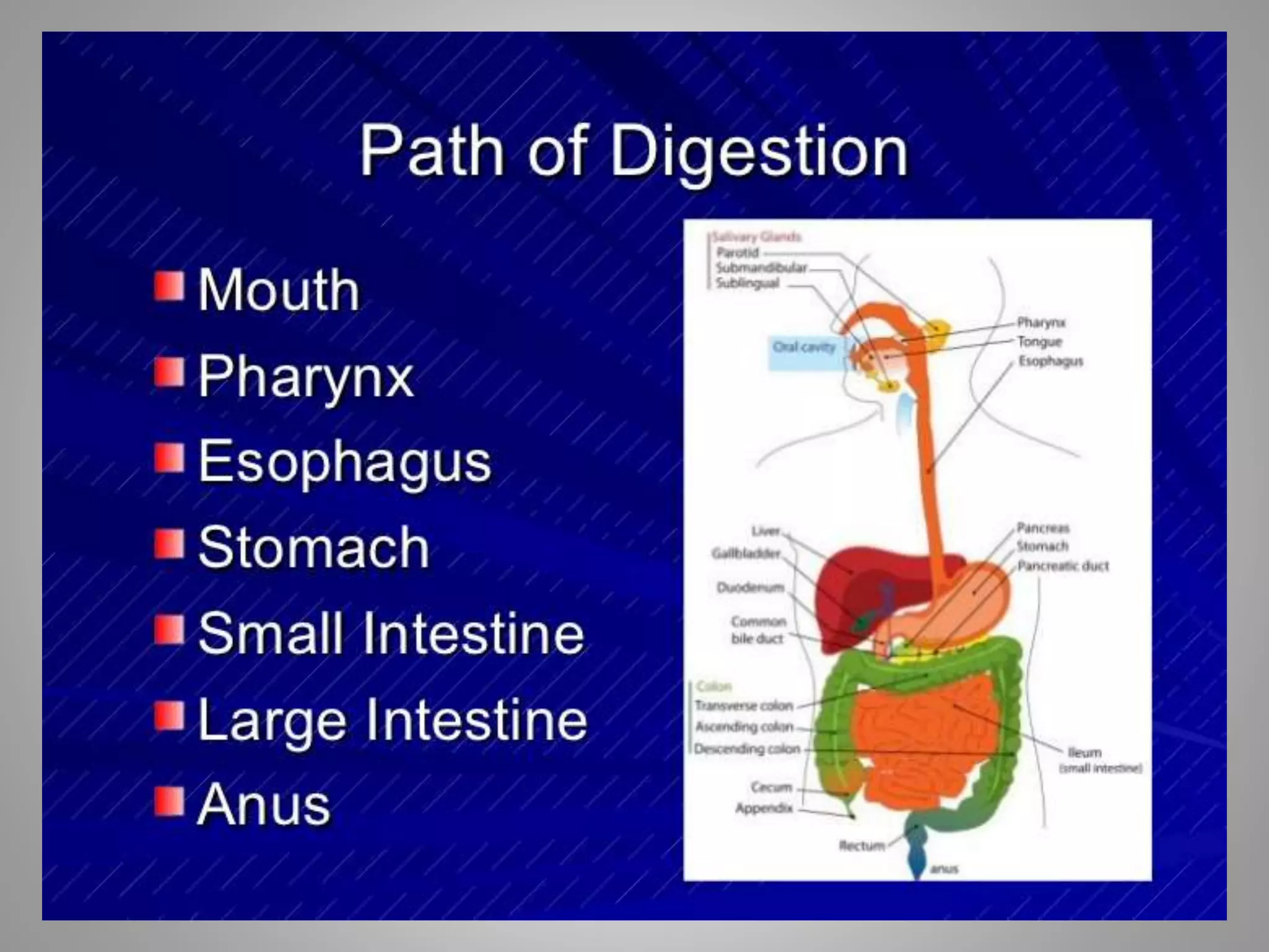 Digestive System medical Terminology | PPTX