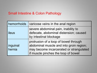 Digestive System medical Terminology | PPTX