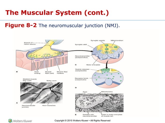 Hit1614 hbhd13e ppt-ch8 | PPT