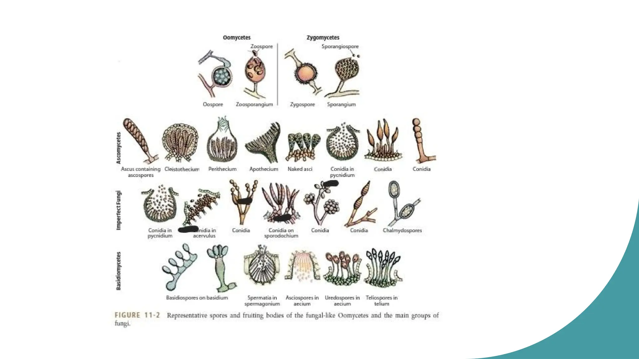 Describe Alteration of Generation in fungi with suitable example Hitesh ...