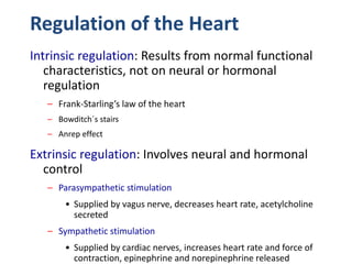 Types of Heart Activity (Autoregulation of heart) | PPTX