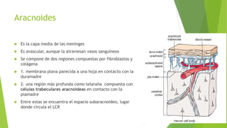 Histología sistema nervioso central SNC | PPTX