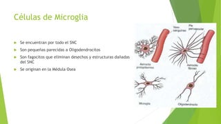 Histología sistema nervioso central SNC | PPTX