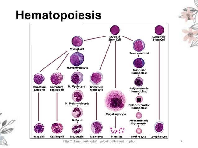 Hitung jenis leukosit dalam darah pada tubuh | PDF
