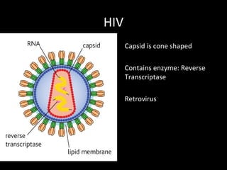 Human Biology: HIV | PPT | Free Download