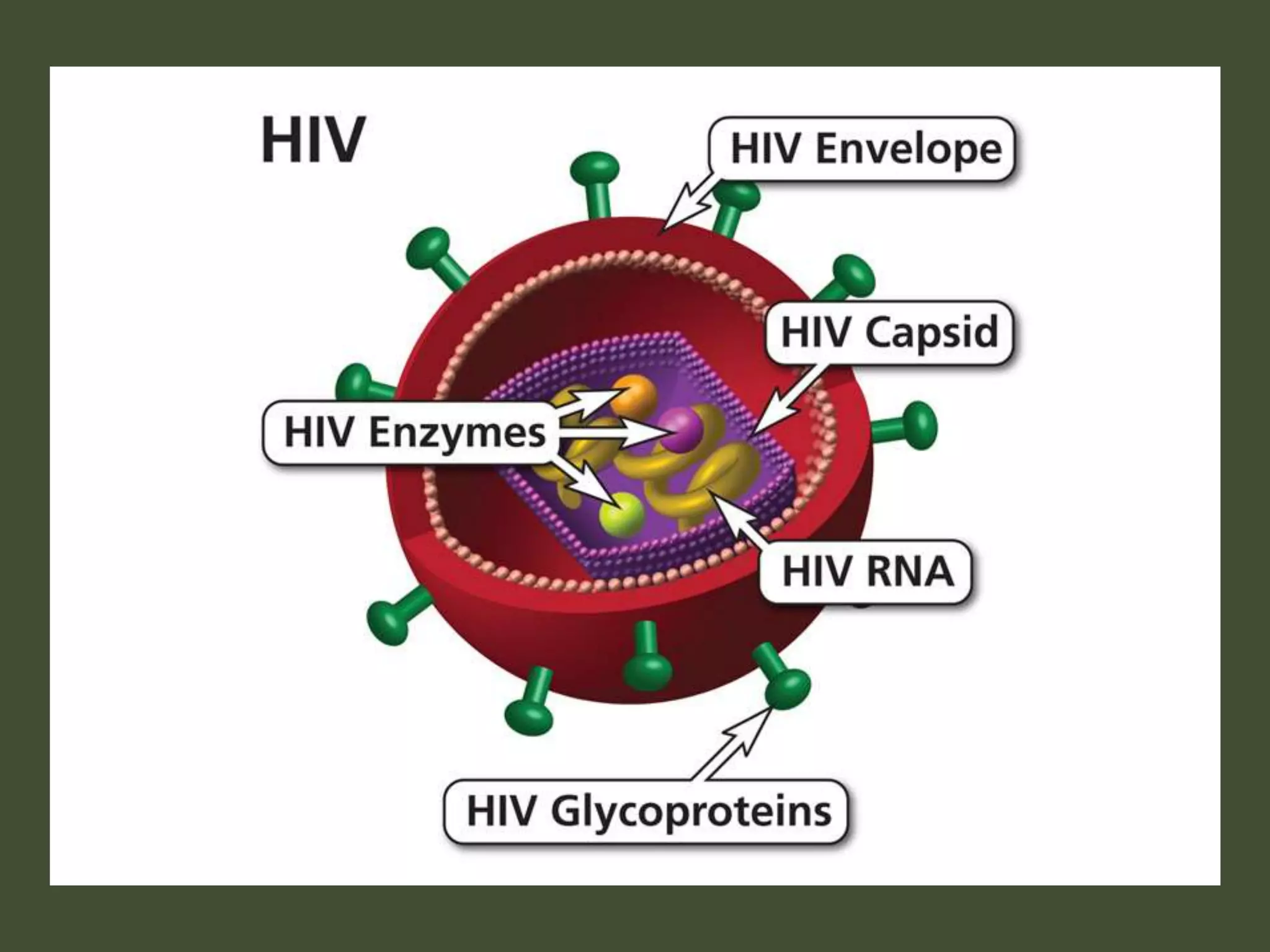 HIV IN BLOOD TRANSFUSION | PPTX