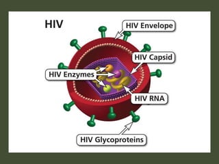 Hiv Virus Model Labeled