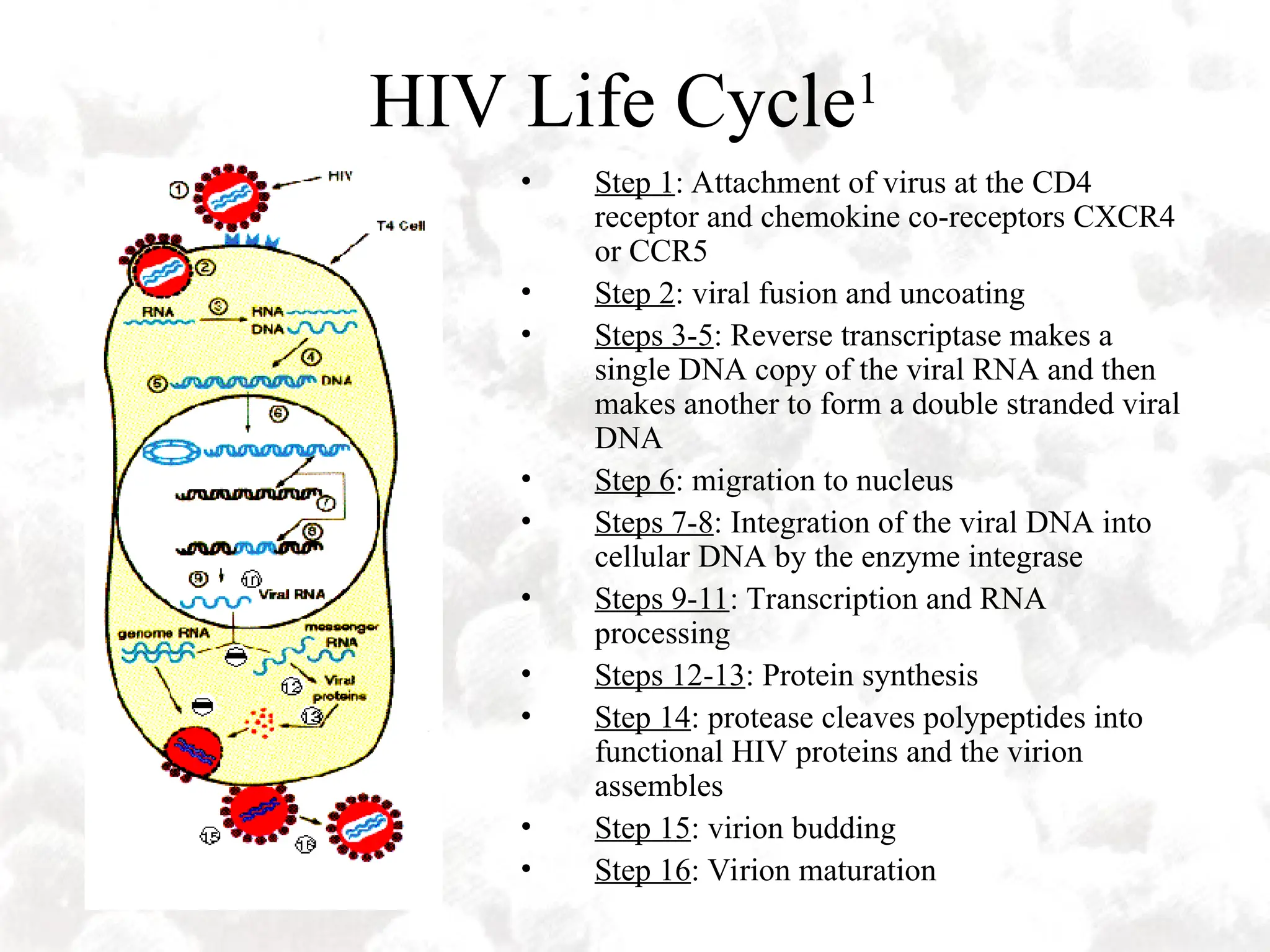 hiv.HIV life cycles Anti HIV drugs Analogsppt | PPT