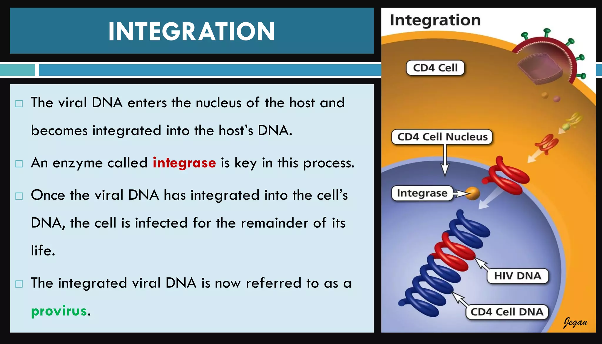 Pathophysiology of HIV AIDS | PDF