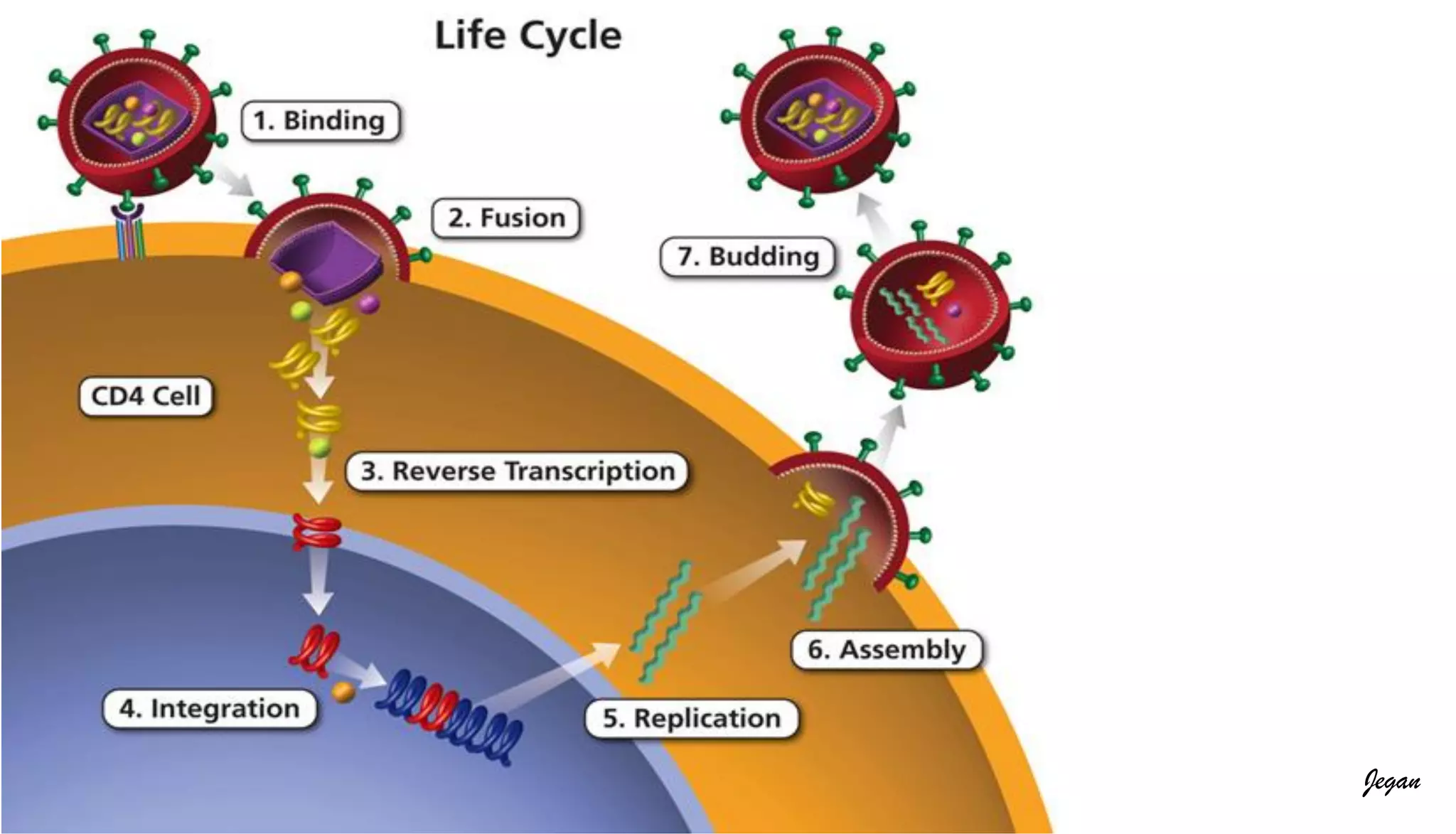 Pathophysiology of HIV AIDS | PDF