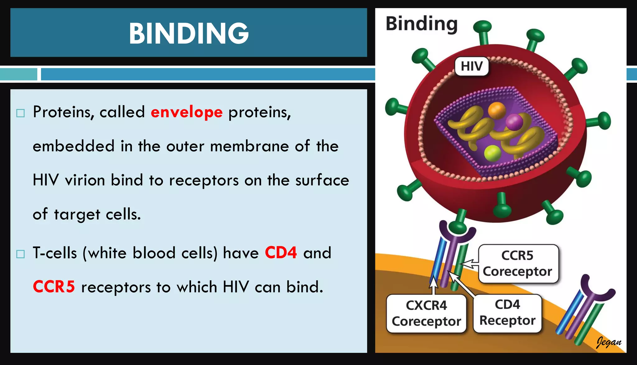 Pathophysiology of HIV AIDS | PDF