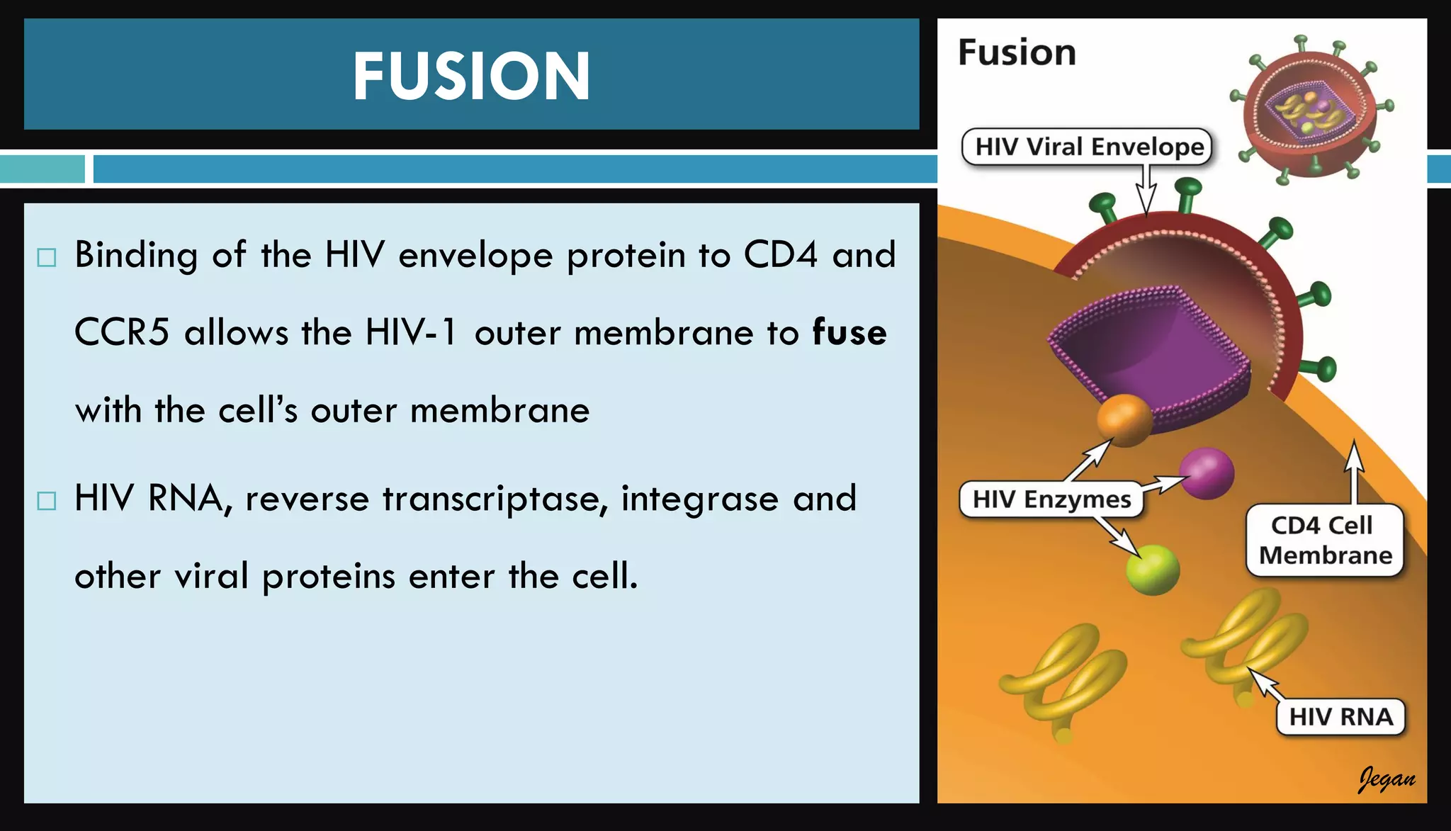 Pathophysiology of HIV AIDS | PDF