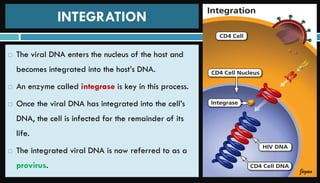 Pathophysiology of HIV AIDS | PDF