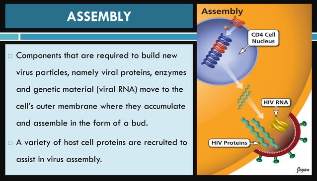 Pathophysiology of HIV AIDS | PDF | Infectious Diseases | Diseases and ...