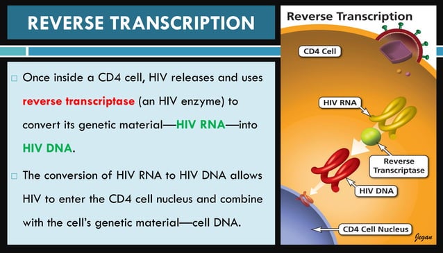 Pathophysiology of HIV AIDS | PDF | Infectious Diseases | Diseases and ...