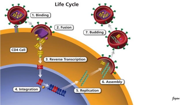 Pathophysiology of HIV AIDS | PPT