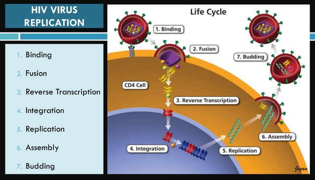 Pathophysiology of HIV AIDS | PPT