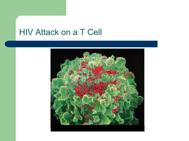 Hiv Aids Bloodborne Pathogens | PPT