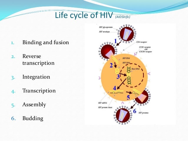 Simplified Hiv Life Cycle