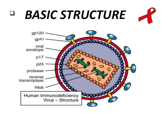 Simple Hiv Virus Structure