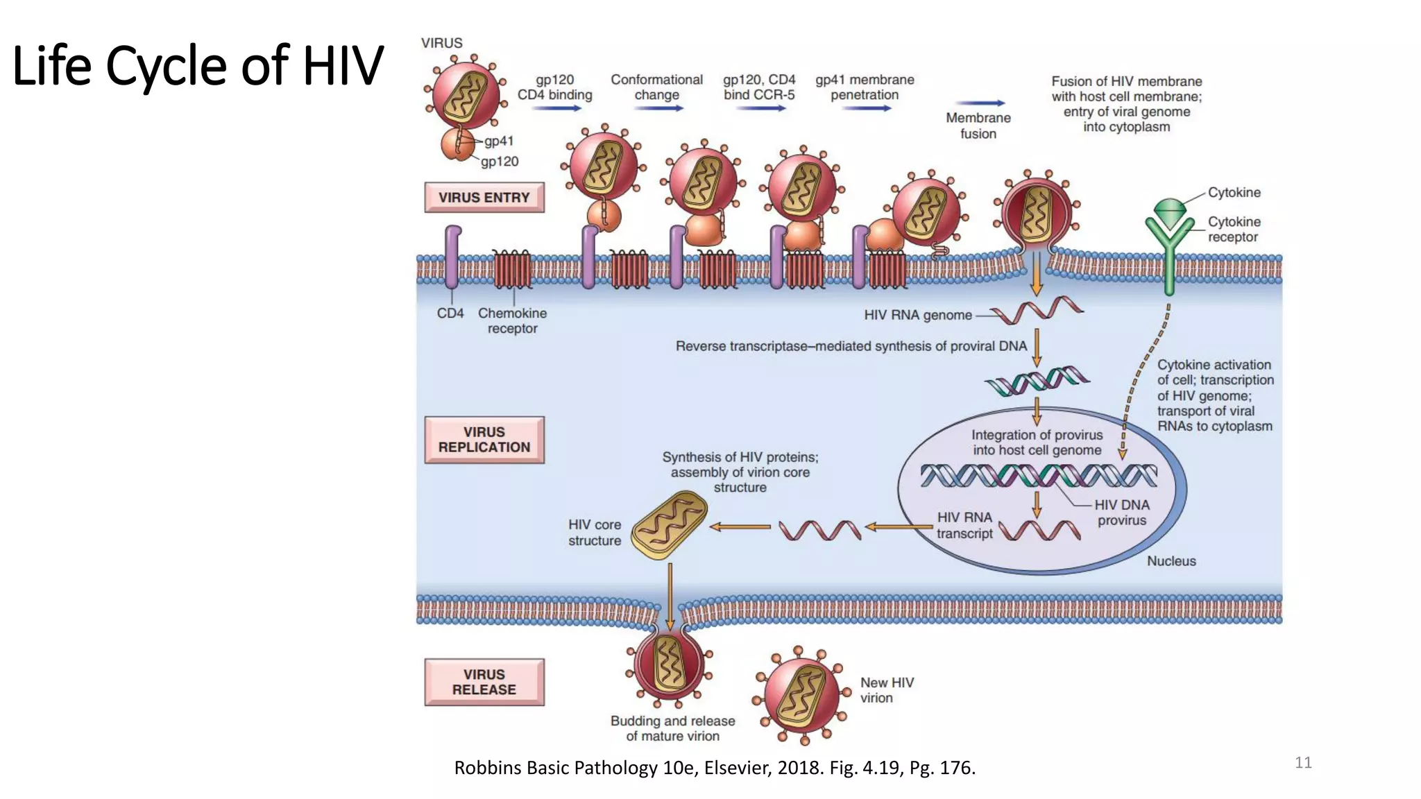 HIV / AIDS Pathology | PDF
